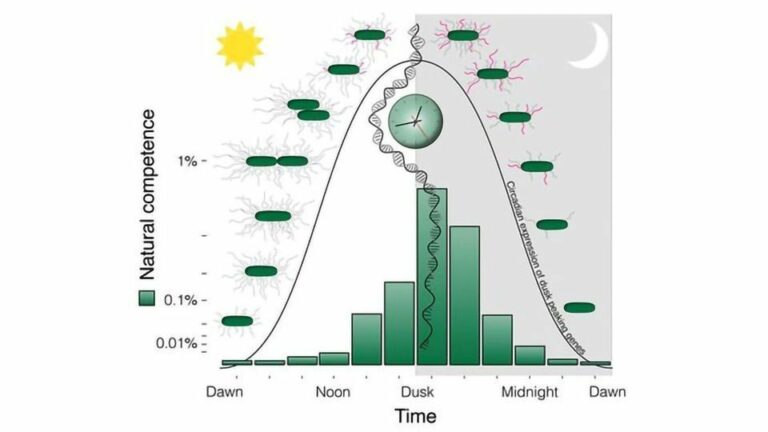 Diagram of Day And Night Cycle: Understanding the Natural Rhythm ...
